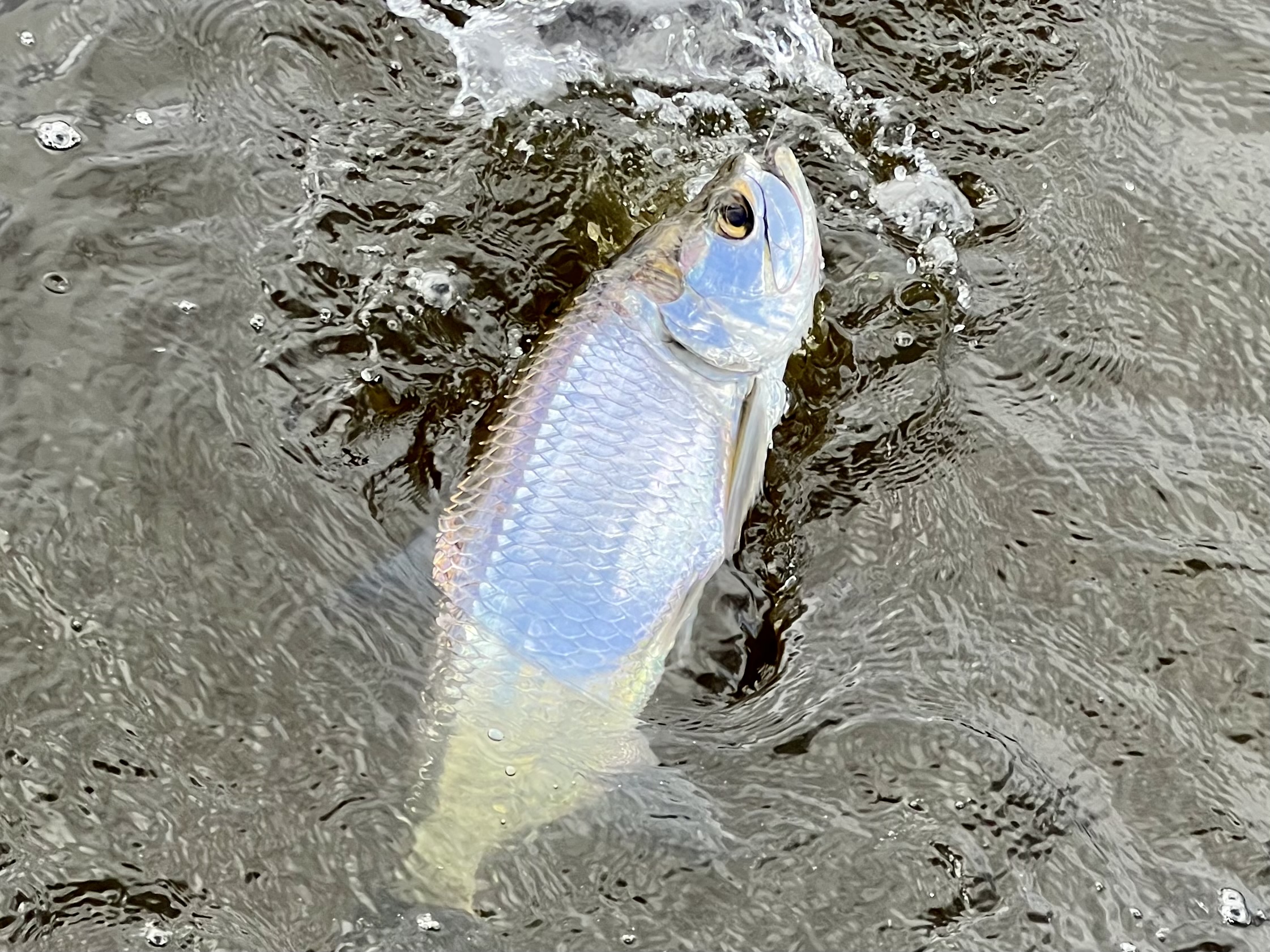 Tarpon colors – Eye of the Cormorant