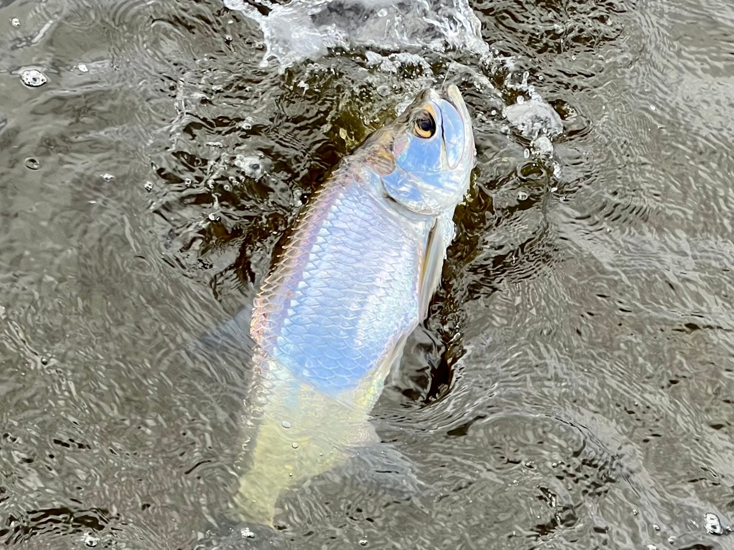 Tarpon colors – Eye of the Cormorant