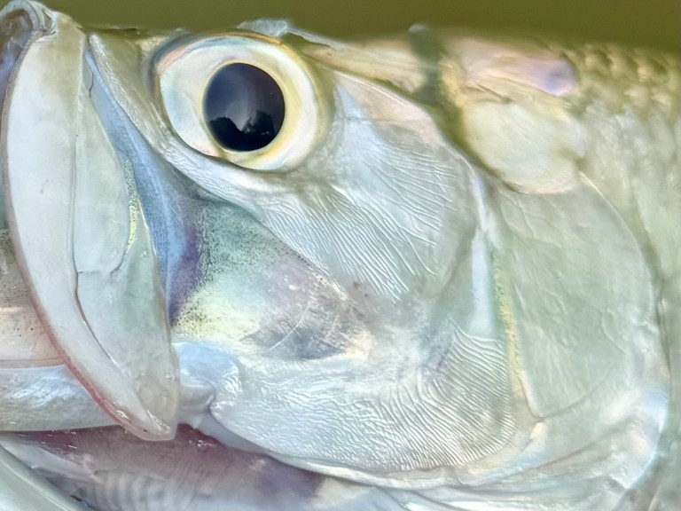 Tarpon colors – Eye of the Cormorant